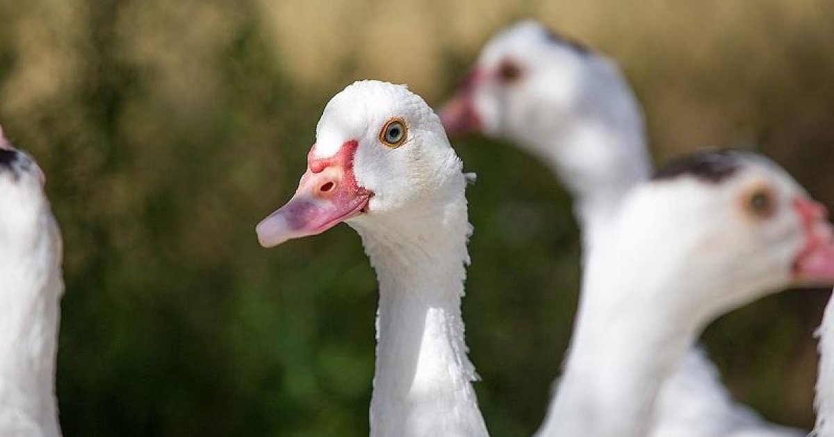 চাচার মুরগি মারার অভিযোগ ভাইপোর হাঁসের বিরুদ্ধে!