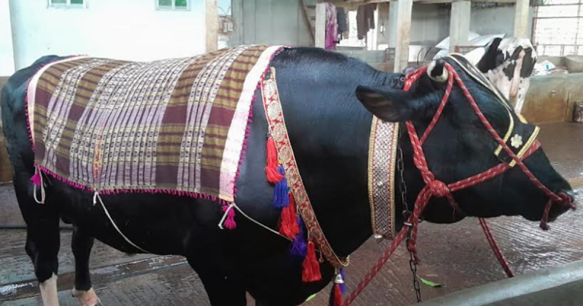 কোরবানির হাট মাতাবে কক্সবাজারের ‘রাজা’